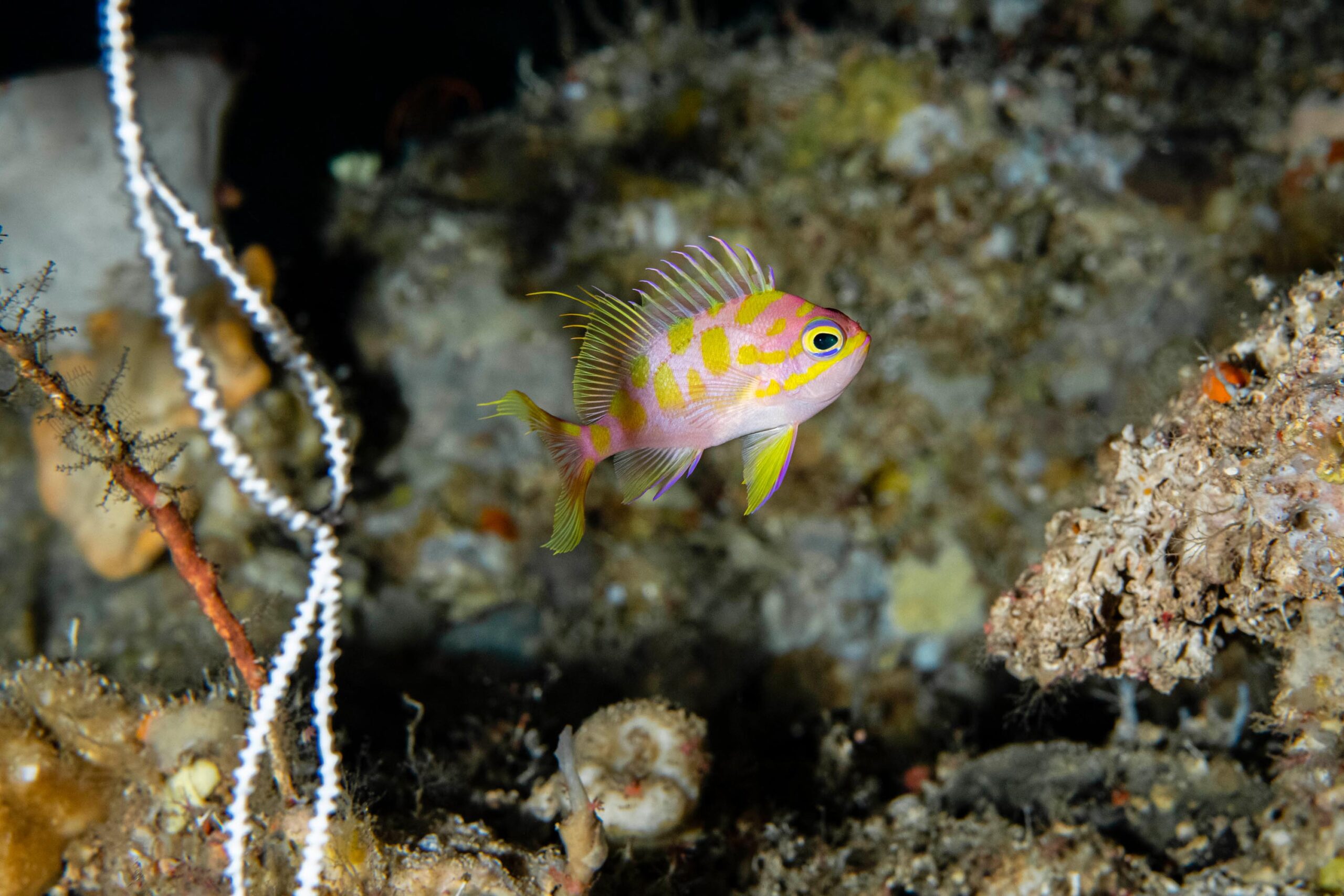 Deep Reefs of the Far East | UNSEEN Expeditions